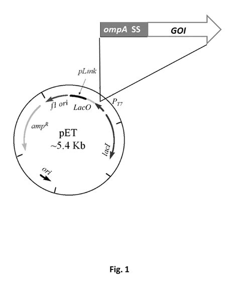 Outer Membrane Vesicles Eureka Patsnap