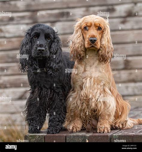 Inglese Cocker Spaniel Immagini E Fotografie Stock Ad Alta Risoluzione