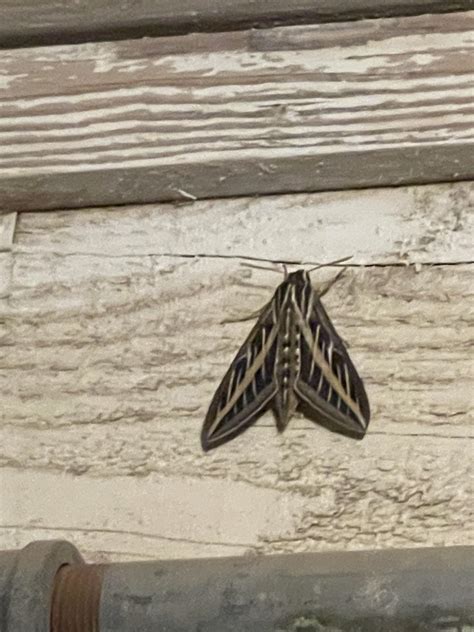 Moth Id Rwhatsthisbug