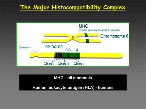 Ppt Structurally Based Hla Matching A Useful Tool To Fill The Gaps In Current Hla Matching