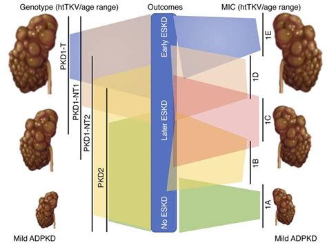 Jci Insight The Value Of Genotypic And Imaging Information To Predict