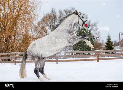 Speckled Horse Gray Horse