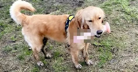 Golden Retriever Finds Sex Toy On Walk And Refuses To Let It Go Birmingham Live