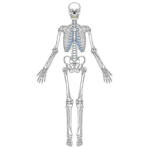 Front View Of Human Skeleton 1166076 Vector Art At Vecteezy