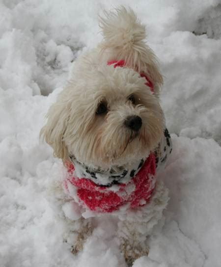 Ubu Bubu Bubu Havanese Gallery