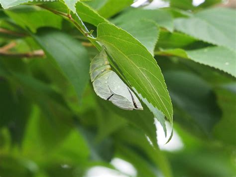 オオムラサキの羽化 散歩道で 1