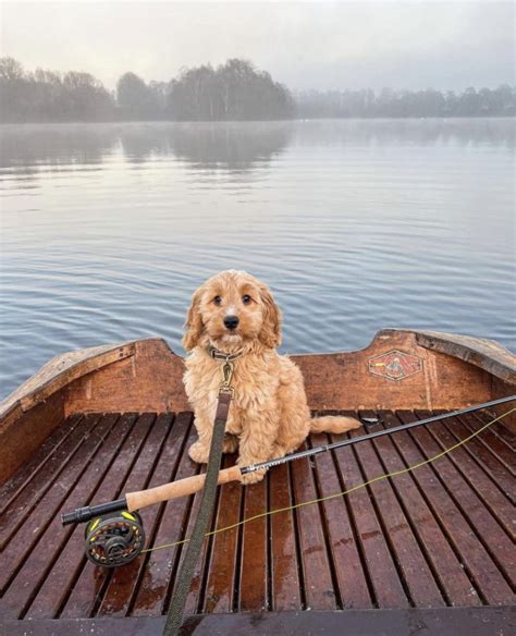 Cockapoo Size Guide Teacup Toy Miniature Standard Maxi Artofit