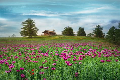 Free Images Field Flowers Tree Nature Natural Landscape Flower Meadow Grassland