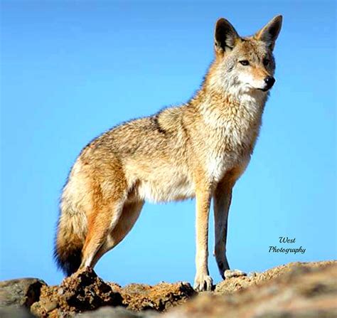 Coyote Photograph By Ron West Fine Art America
