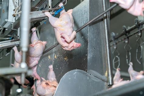 Premium Photo Close Up Automatic Flick Chicken Whole Out Of Process