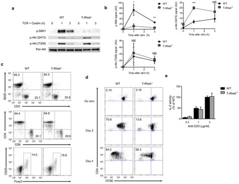 Rheb Controls Mtorc1 Activity In T Cells A Immunoblot Ib Of Mtor