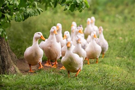 Premium Photo A Group Of Ducks Are Standing In A Grassy Area By A
