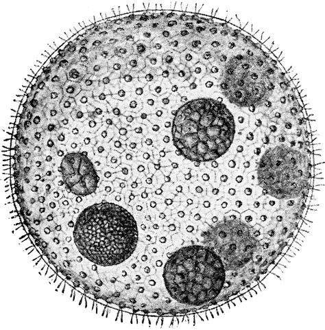 Structure Of Algae With Diagram Algae