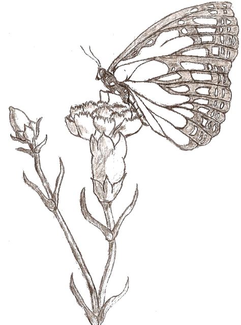 Butterfly Flower Drawing At Explore Collection Of