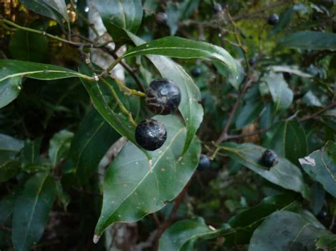Cryptocarya Glaucescens Port Macquarie Landcare Group
