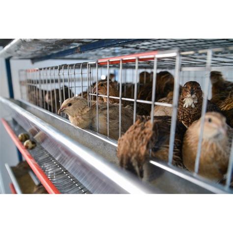 Modul 5 Nivele De Custi De Prepelite 120 Cm