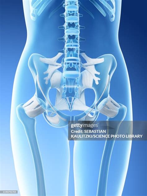 Female Pelvis Anatomy Illustration High Res Vector Graphic Getty Images