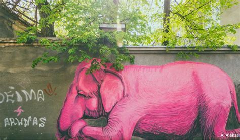 Rožinis Dramblys Istorijos Lobynas