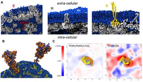 Protein Lipid Interactions In The Envelop Model A Local View Of The