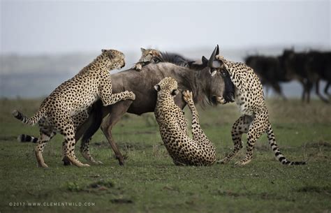Kenya Big Cats Big Cat Safaris In Kenya Hwdynp