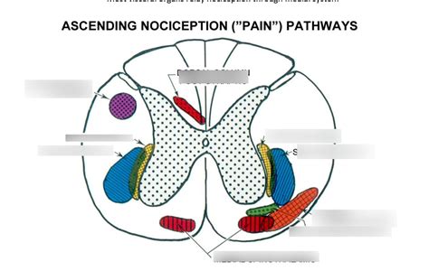 Neural Pathways Of Spine Diagram Quizlet