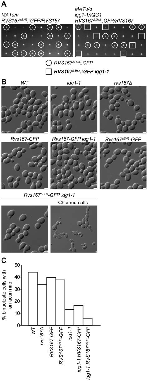A Representative Tetrad Analysis Of The Relevant Heterozygous Diploid Download Scientific
