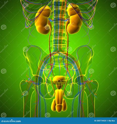 Male Reproductive System Anatomy For Medical Concept 3d Stock Illustration Illustration Of