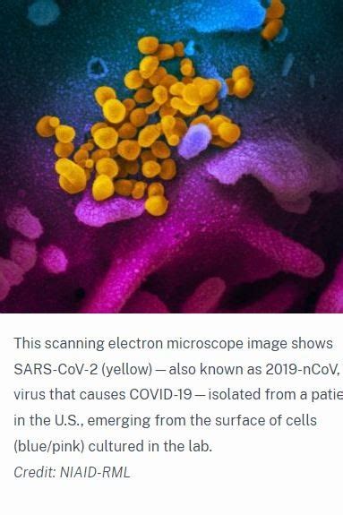 Epidemiological Assignment The Role Of Viral Host And Environmental