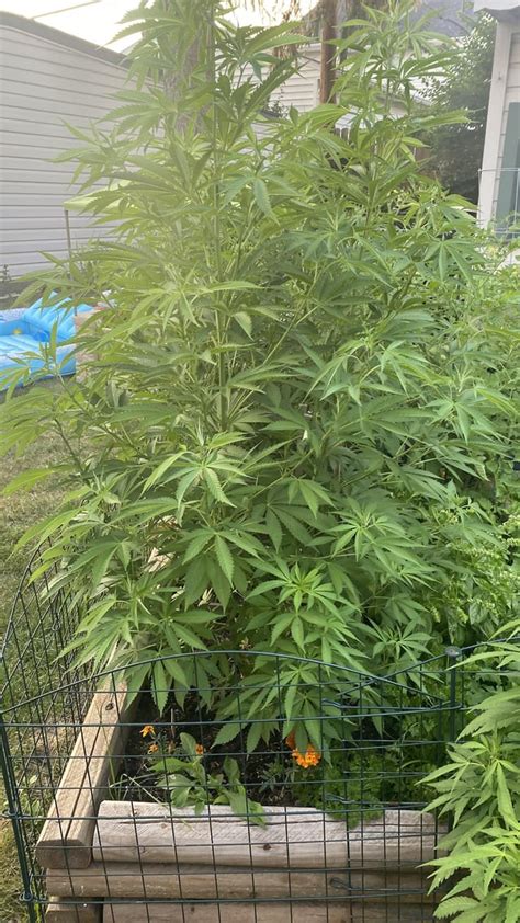 In The Ground Candy Runtz Routdoorgrowing