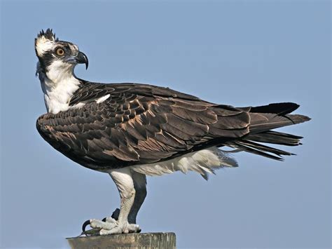 El águila Pescadora Maestra De Los Cielos Y Del Dominio Acuático