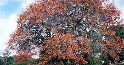 Oak Wilt An Oak Tree Killer Has Been Found Again In Ontario County