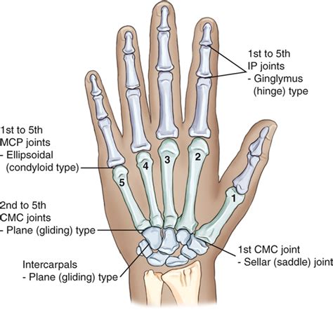 Joints Of The Hand Diagram Quizlet
