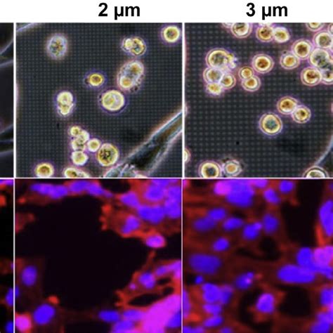 Illustrates The Morphology Of U2os Cells As A Function Of Patch