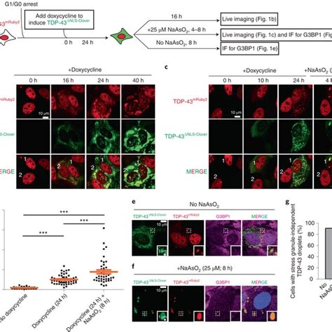 Cytoplasmic Tdp 43 Phase Separation And Liquid To Gelsolid Transition Download Scientific