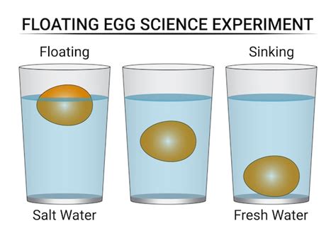 Premium Vector Floating Egg Science Experiment Using Salt Water And