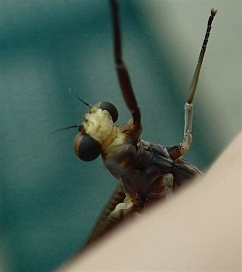 Mayflies At Cedar Point The Backyard Arthropod Project