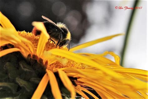 Bees Flickr