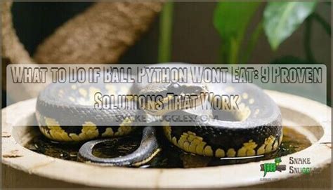 What To Do If Ball Python Wont Eat 9 Proven Solutions That Work