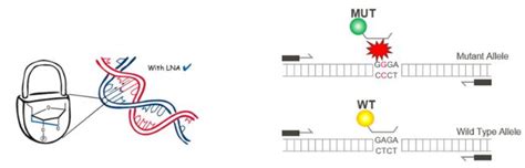 Qiacuity数字pcr携手lna技术，实现基因突变精准检测—生物器材网