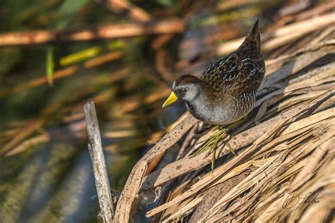 Sora Audubon Field Guide