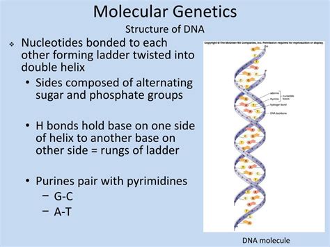 Ppt Genetics Powerpoint Presentation Free Download Id2319222
