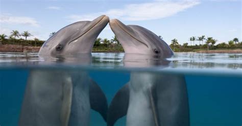 Dolphins Have Clitorises They Use In Lesbian Sex According To Science