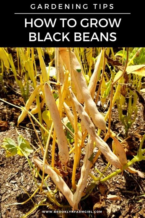 How Do Grow Black Beans Growing Black Beans • Insteading