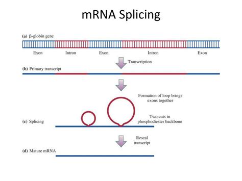 Chapter 4 Dna Rna And The Flow Of Genetic Information Ppt Download