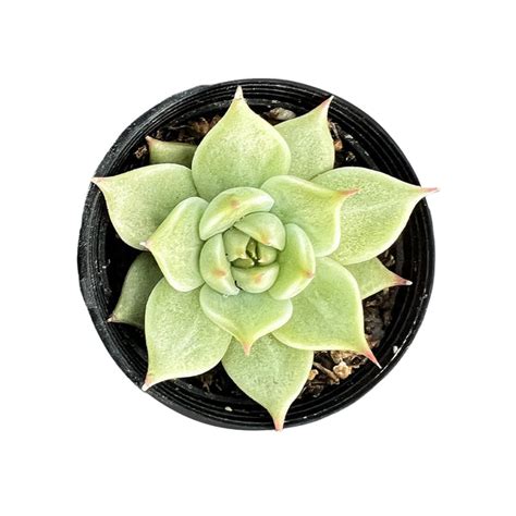 Succulent Hydroponics Growing Succulents In Water The Next Gardener