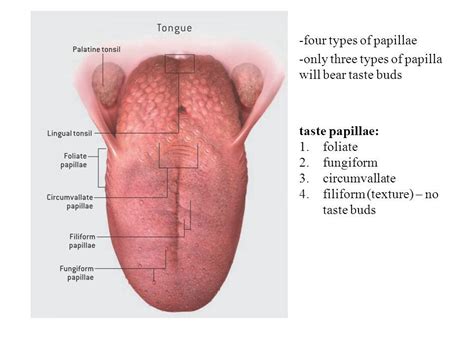 Circumvallate Papillae Side Of Tongue