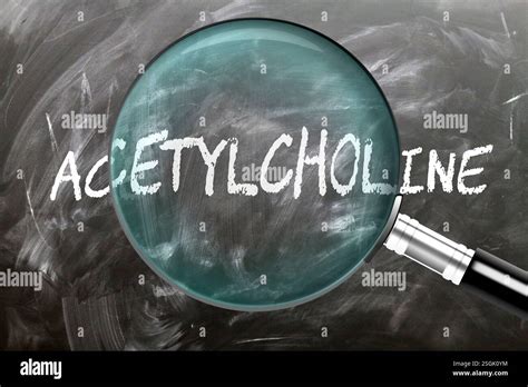 Acetylcholine Learn Study And Inspect It Taking A Closer Look At