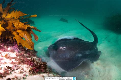 Bathytoshia Brevicaudata Giant Stingray New Zealand Short Tail