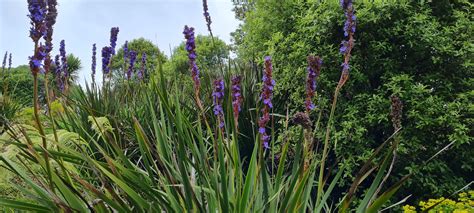 Aristea Major Maryflower