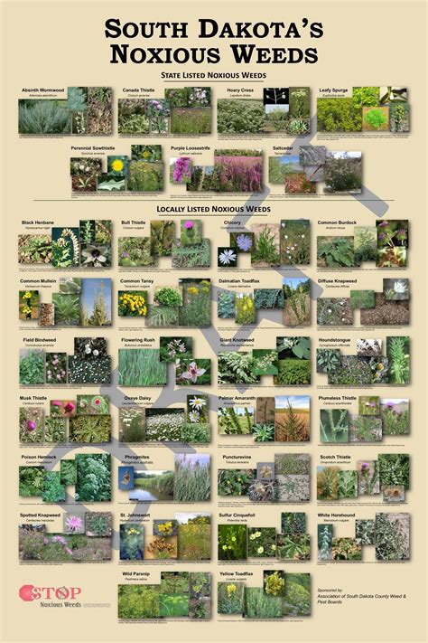 Invasive Species Management Lawrence County Sd